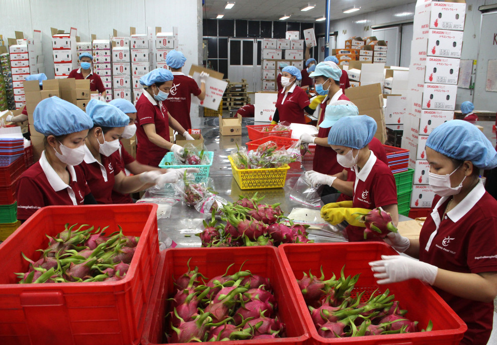 Xây dựng mã số vùng trồng - chìa khóa nâng tầm nông sản - Báo Long An Online